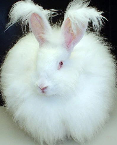 Angora Rabbit | Zoo tycoon movie Wikia | Fandom
