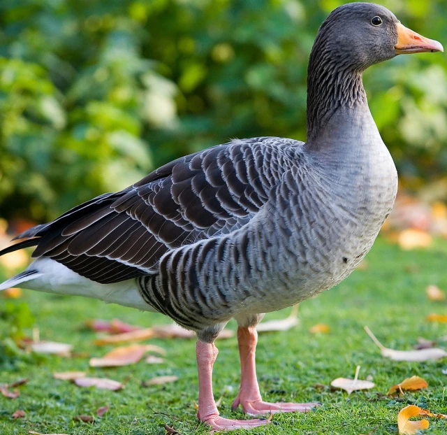Greylag Goose | Zoo tycoon movie Wikia | Fandom