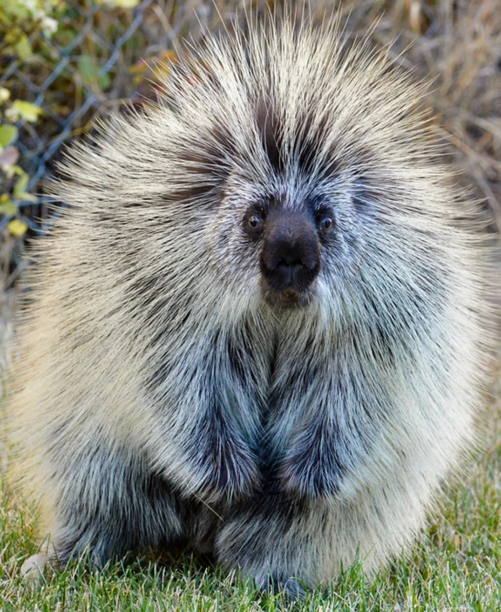 North American Porcupine