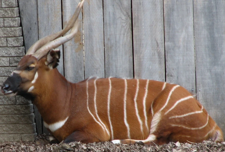 Eastern Bongo | Zoo tycoon movie Wikia | Fandom