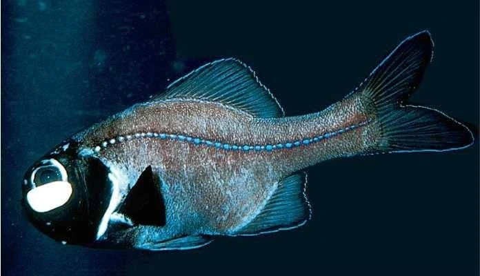 Eyelight Fish | Zoo tycoon movie Wikia | Fandom