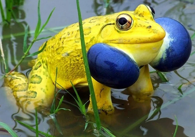 Indian Bullfrog | Zoo tycoon movie Wikia | Fandom