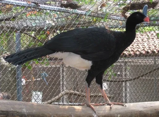Horned Curassow | Zoo tycoon movie Wikia | Fandom