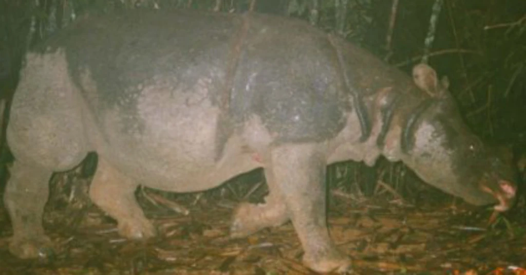 Javan Rhinoceros | Zoo tycoon movie Wikia | Fandom