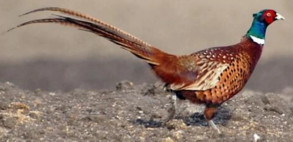 Ring-necked Pheasant | Zoo tycoon movie Wikia | Fandom