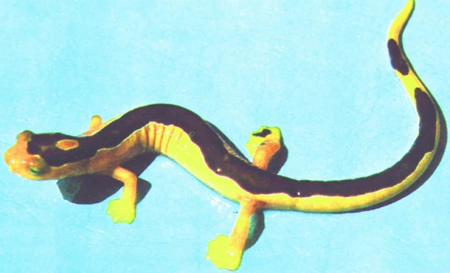 Jackson's Climbing Salamander | Zoo tycoon movie Wikia | Fandom