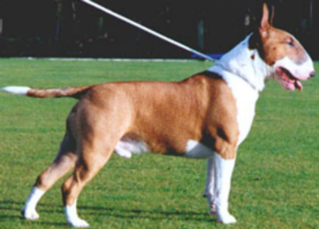 Bull Terrier | Zoo tycoon movie Wikia | Fandom