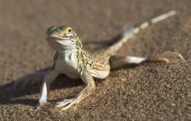 Shovel-snouted Lizard | Zoo tycoon movie Wikia | Fandom