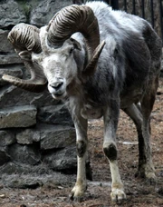 Argali | Zoo tycoon movie Wikia | Fandom