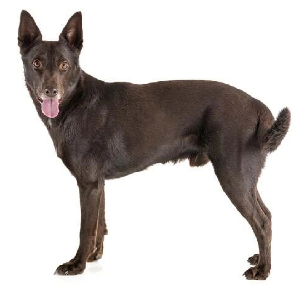 Australian Kelpie | Zoo tycoon movie Wikia | Fandom