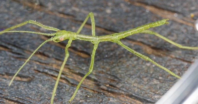 Giant Walkingstick | Zoo tycoon movie Wikia | Fandom