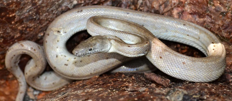 Conception Bank Silver Boa | Zoo tycoon movie Wikia | Fandom