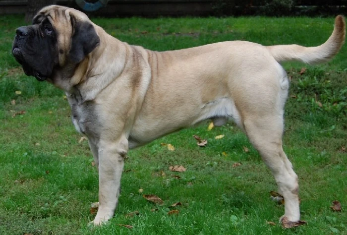 English Mastiff | Zoo tycoon movie Wikia | Fandom