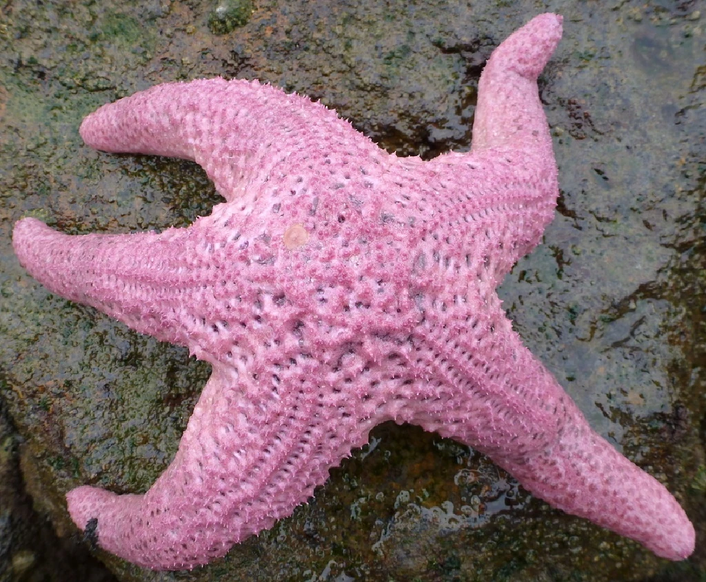 Pink Sea Stars