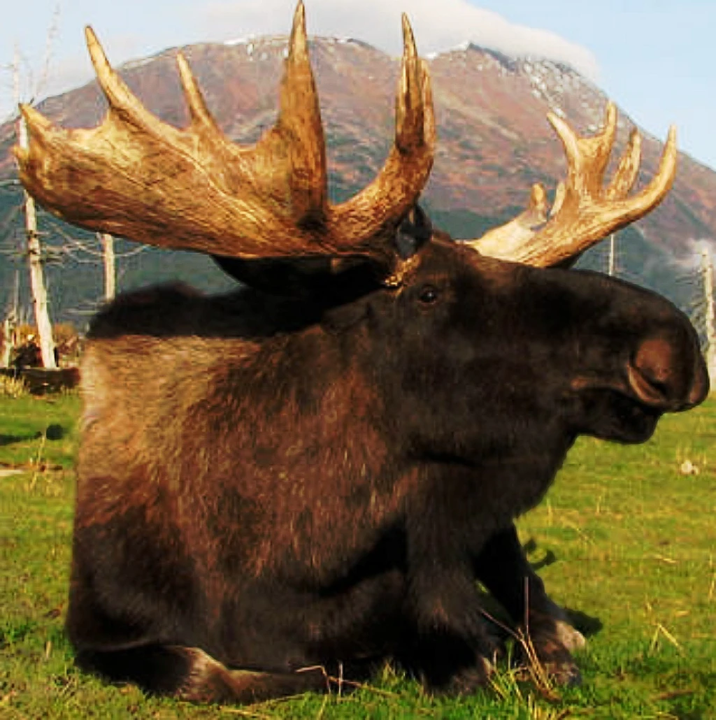 Alaskan Moose | Zoo tycoon movie Wikia | Fandom