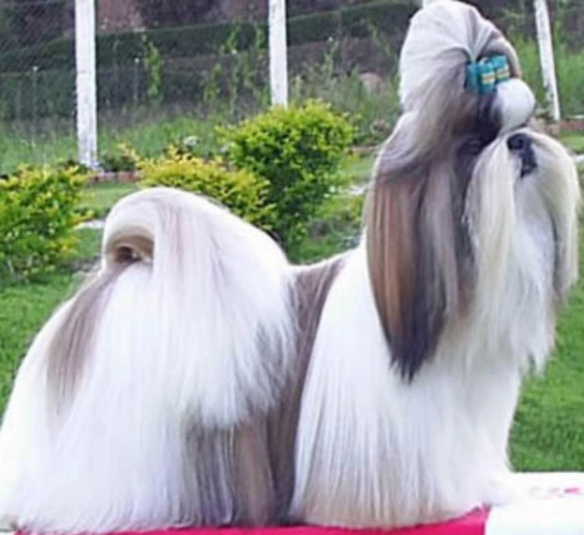 Shih Tzu | Zoo tycoon movie Wikia | Fandom