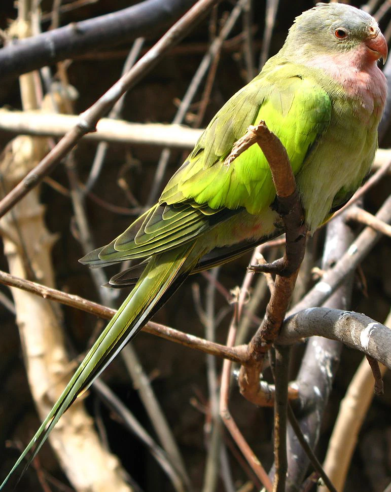 Princess Parrot | Zoo tycoon movie Wikia | Fandom