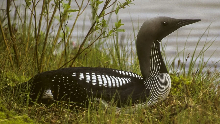 Black-throated Loon | Zoo tycoon movie Wikia | Fandom