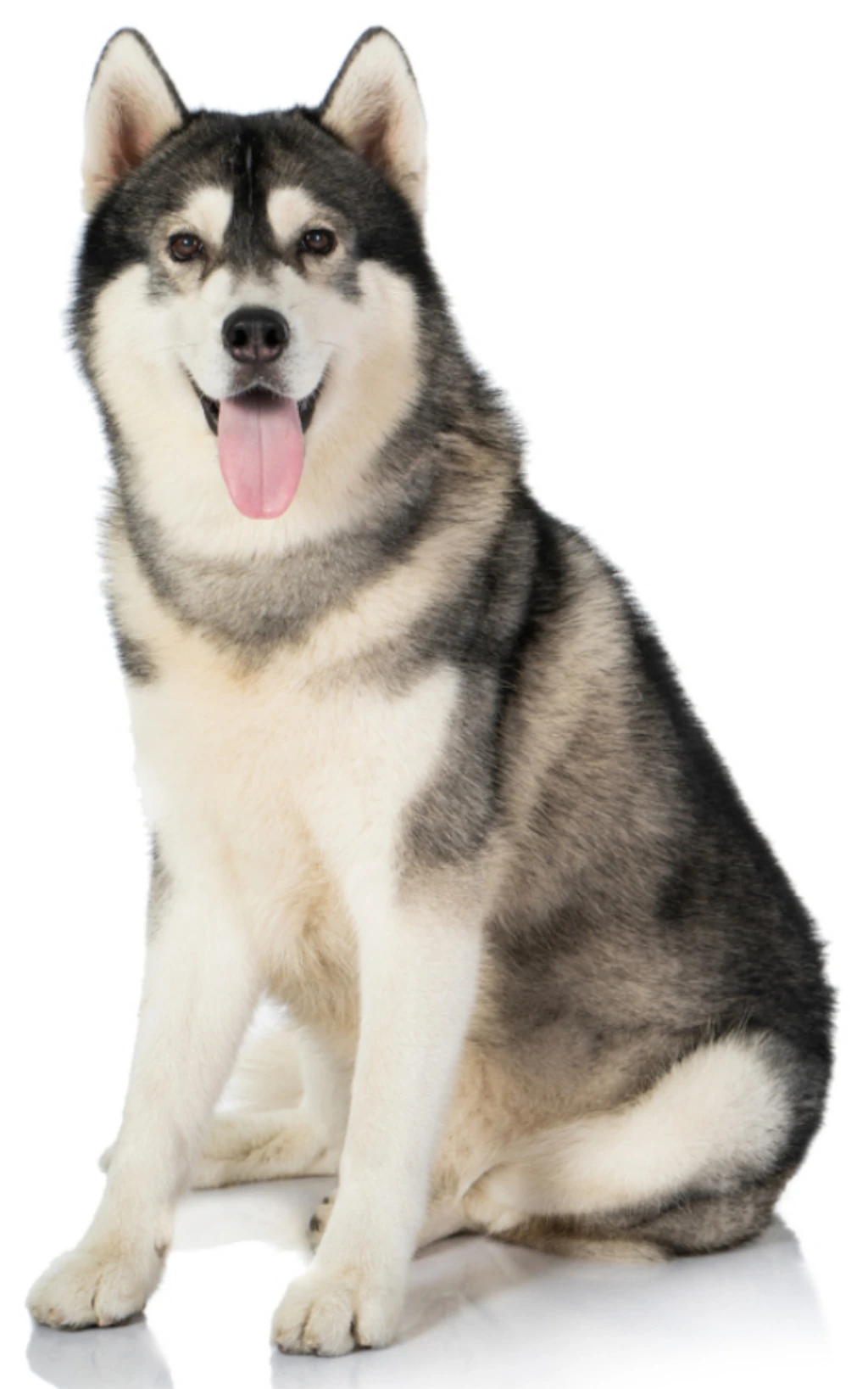 Siberian Husky | Zoo tycoon movie Wikia | Fandom