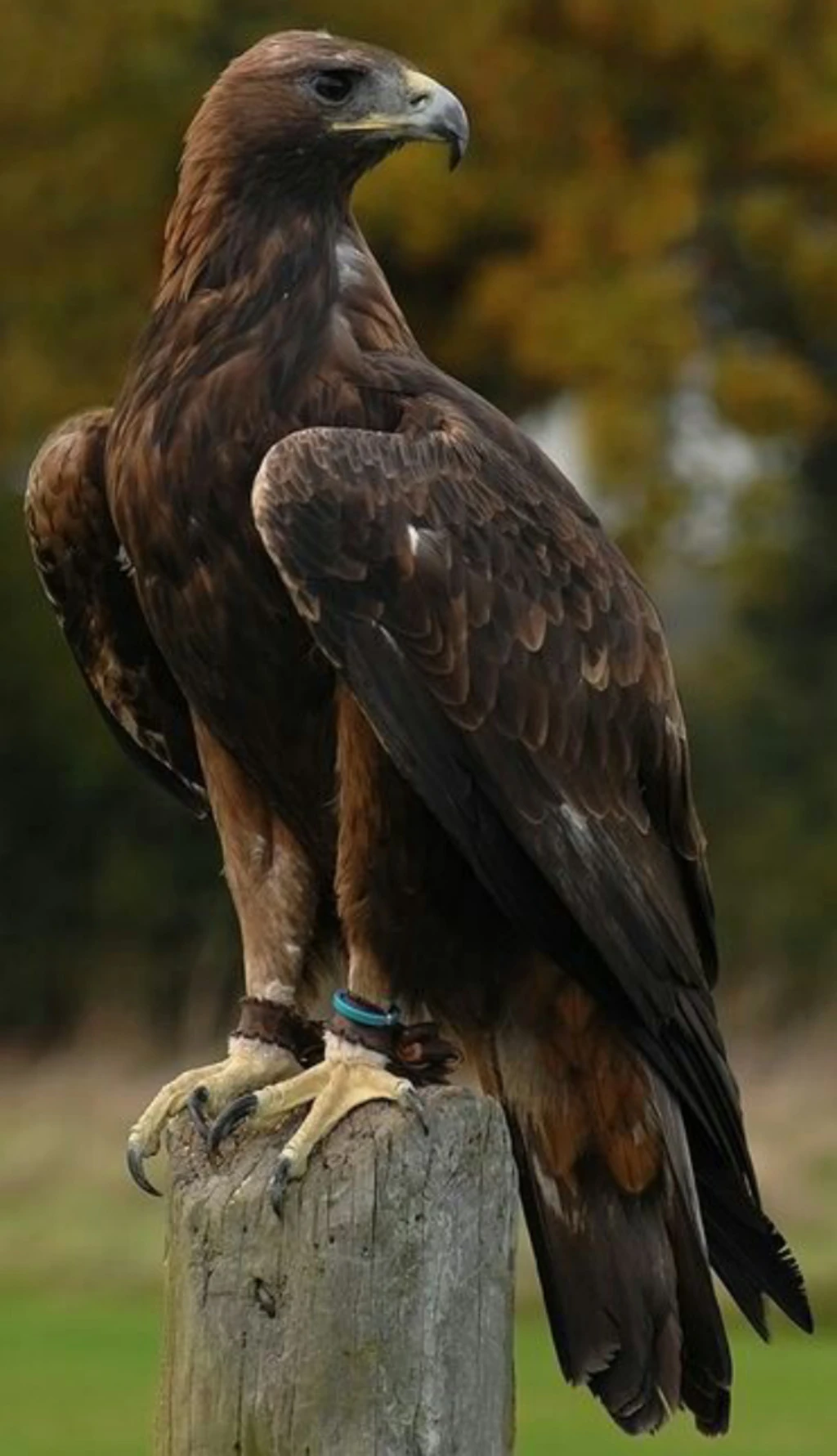 Golden Eagle | Zoo tycoon movie Wikia | Fandom