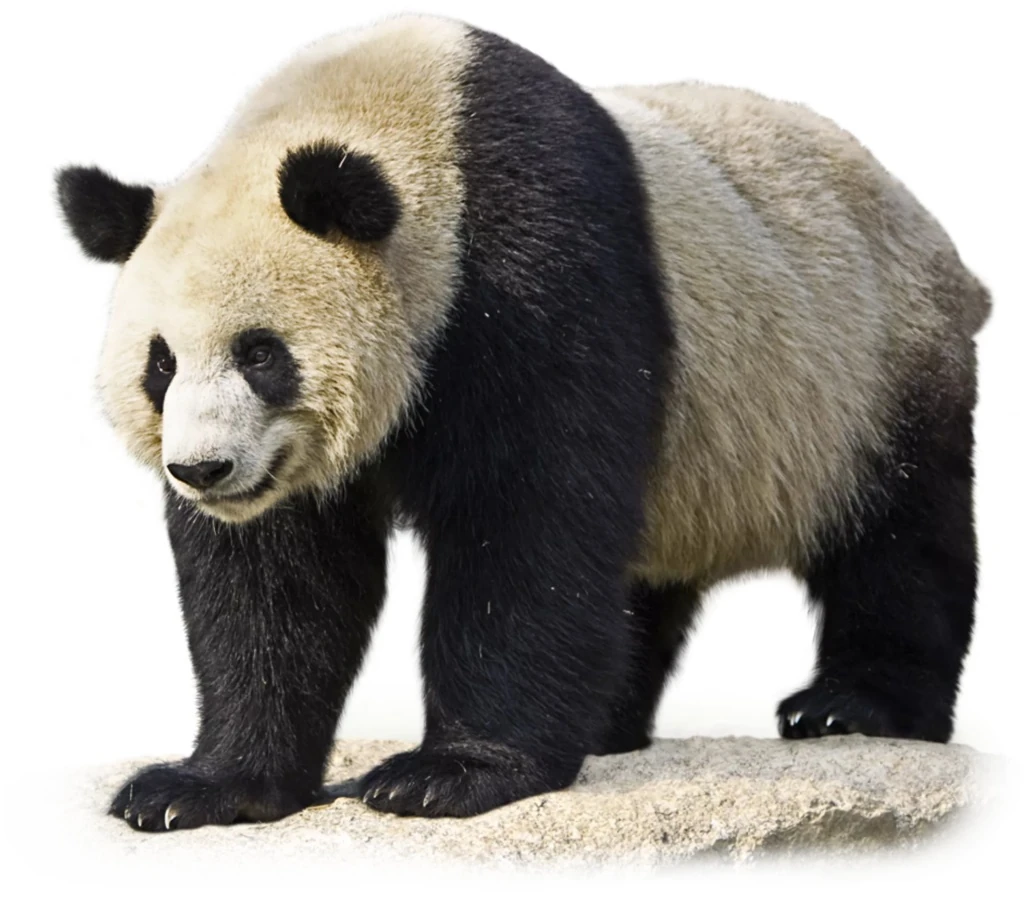 Category:The Last Panda Animals | Zoo tycoon movie Wikia | Fandom