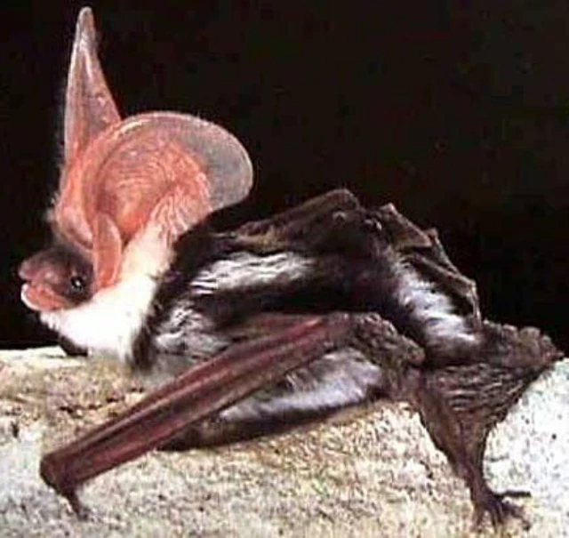 Spotted Bat | Zoo tycoon movie Wikia | Fandom