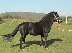 Bosnian Mountain Horse | Zoo tycoon movie Wikia | Fandom
