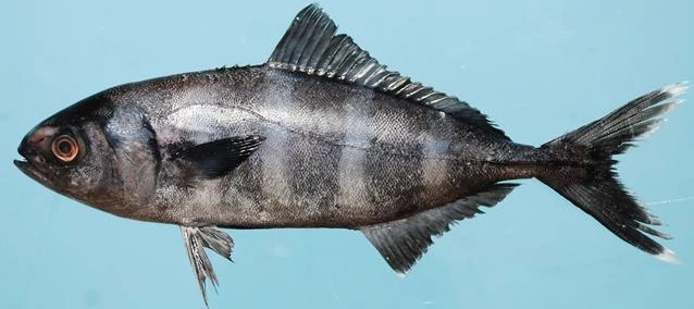 Pilot Fish | Zoo tycoon movie Wikia | Fandom