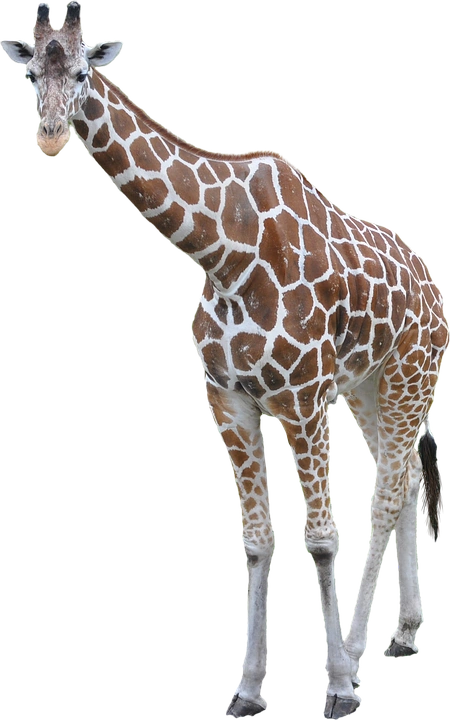 White Giraffe Movie