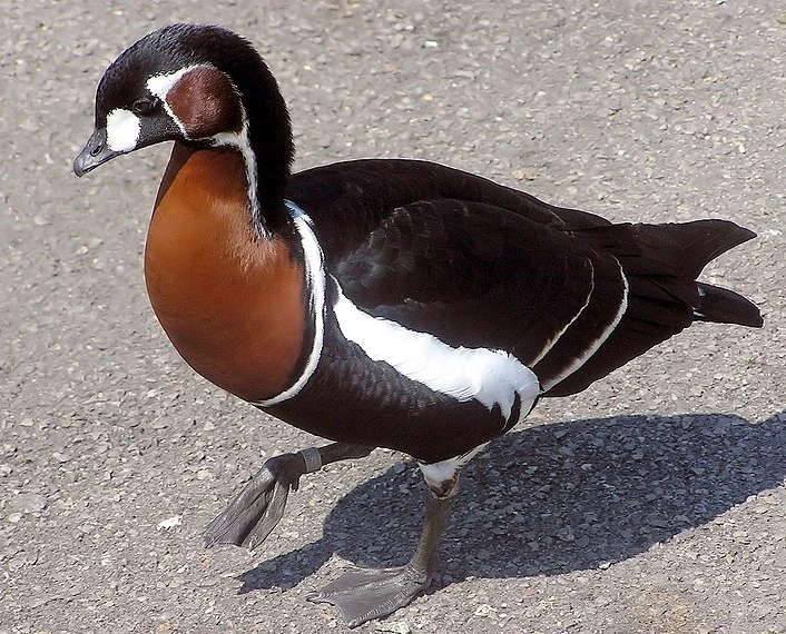 Red-breasted Goose | Zoo tycoon movie Wikia | Fandom