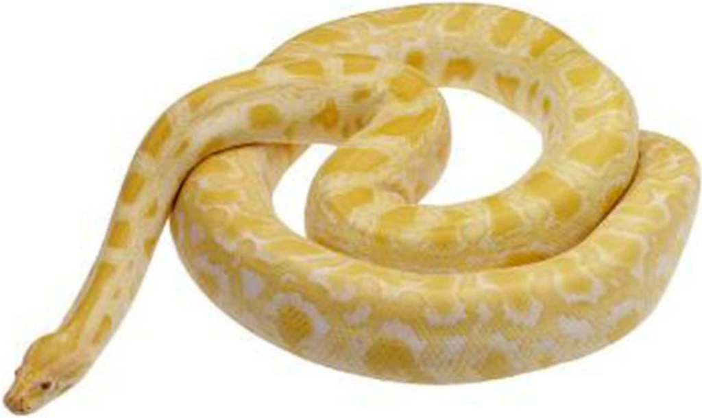 Burmese Python | Zoo tycoon movie Wikia | Fandom