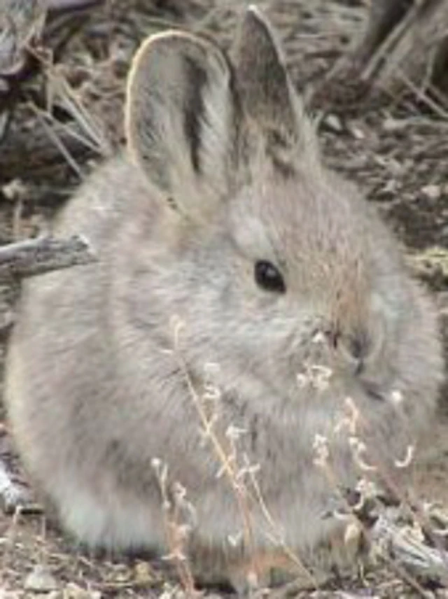 Pygmy Rabbit | Zoo tycoon movie Wikia | Fandom