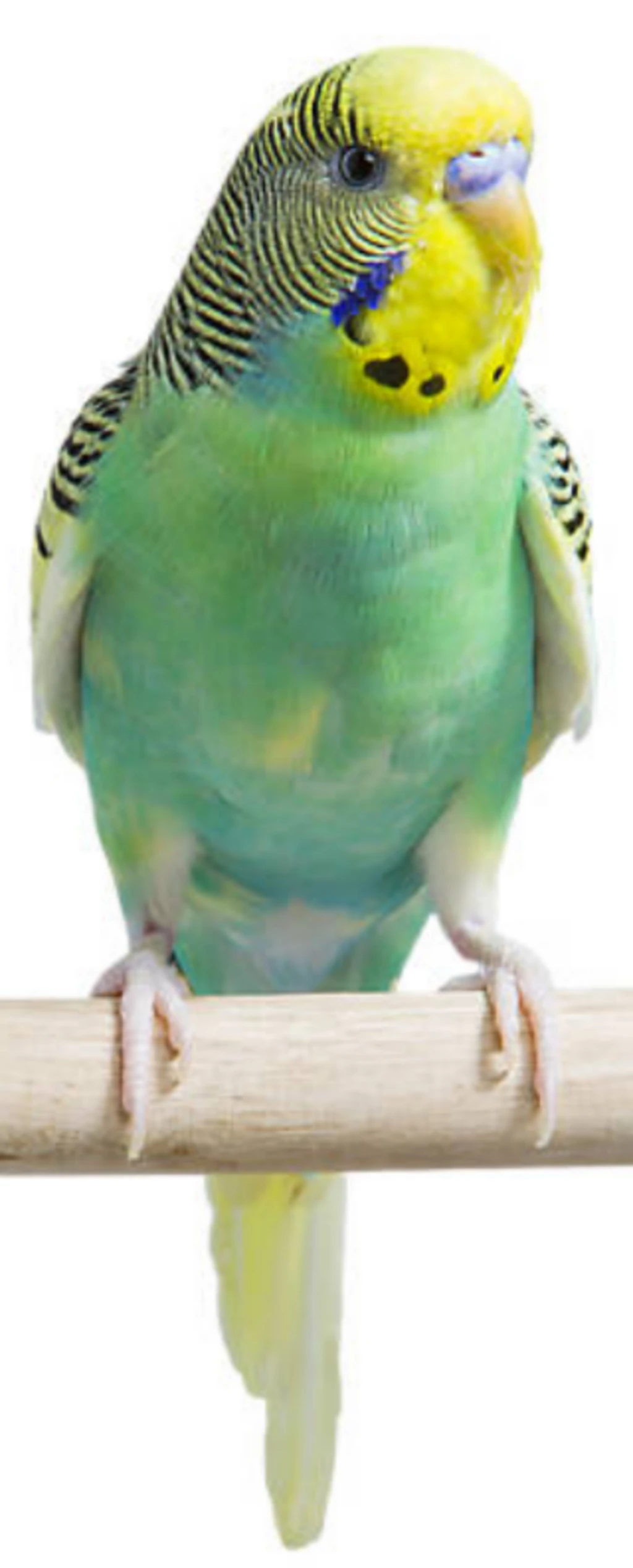 Jamacian Parrots At Petsmart