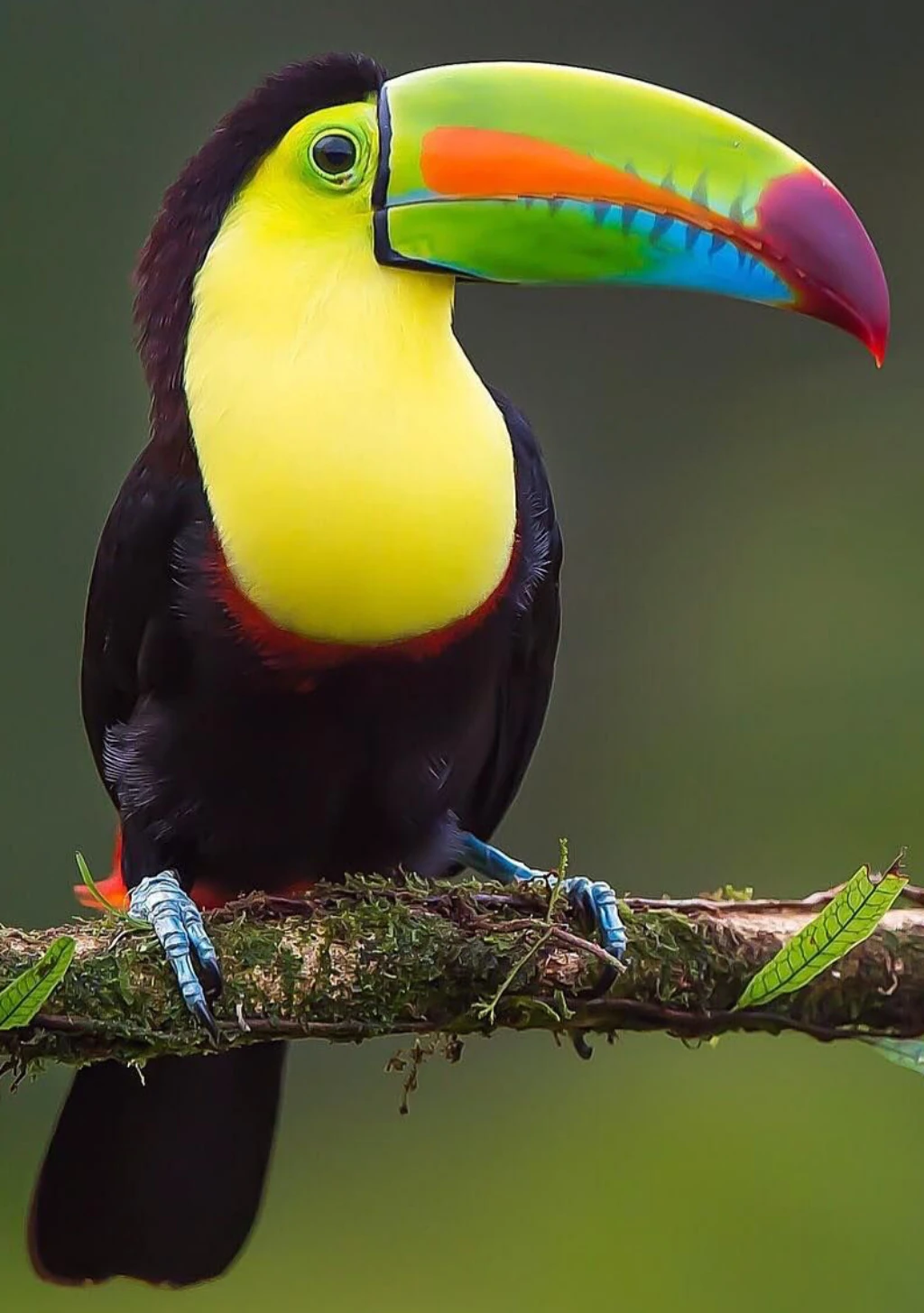 Keel-billed Toucan | Zoo tycoon movie Wikia | Fandom