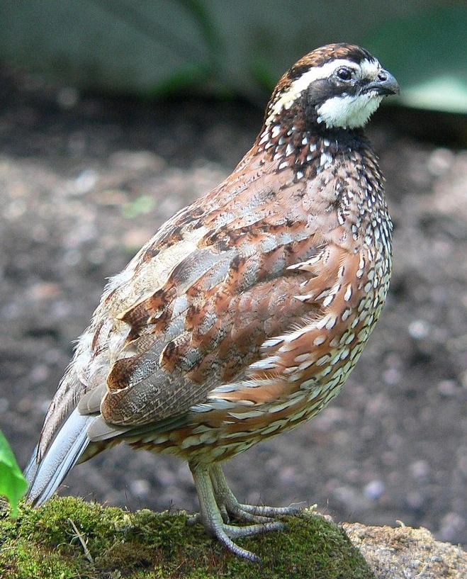 Northern Bobwhite | Zoo tycoon movie Wikia | Fandom