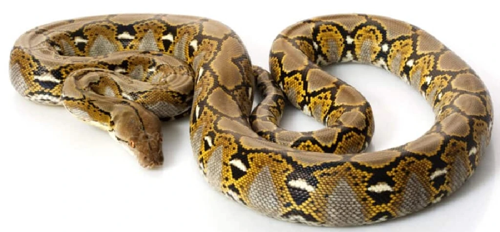 Reticulated Python | Zoo tycoon movie Wikia | Fandom