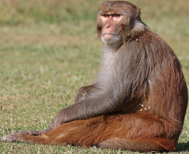 Rhesus Macaque | Zoo tycoon movie Wikia | Fandom