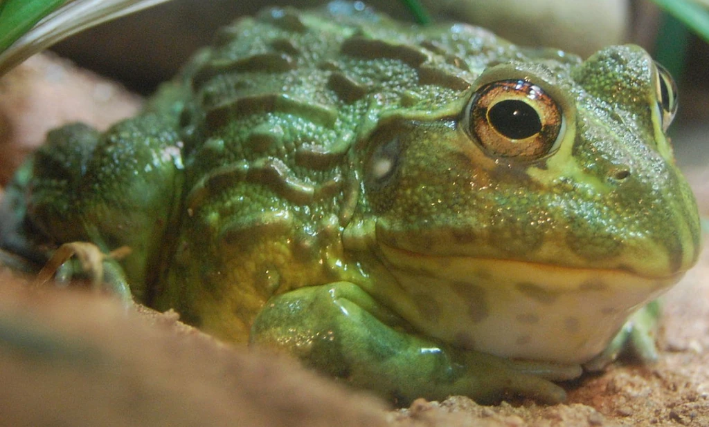 African Bullfrog | Zoo tycoon movie Wikia | Fandom