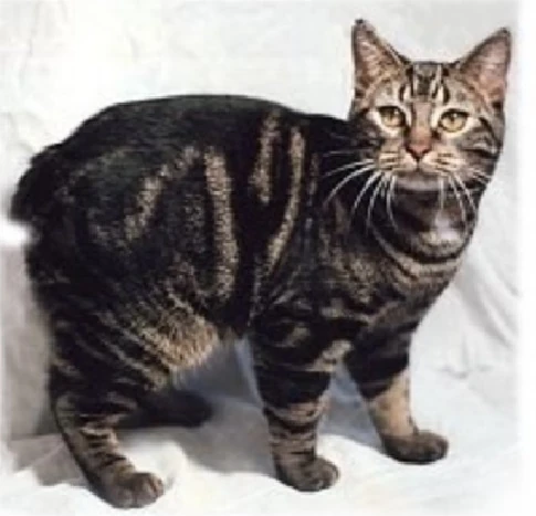 Manx Cat | Zoo tycoon movie Wikia | Fandom