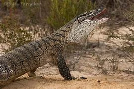 Heath Monitor | Zoo tycoon movie Wikia | Fandom