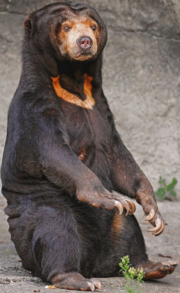 Sun Bear | Zoo tycoon movie Wikia | Fandom