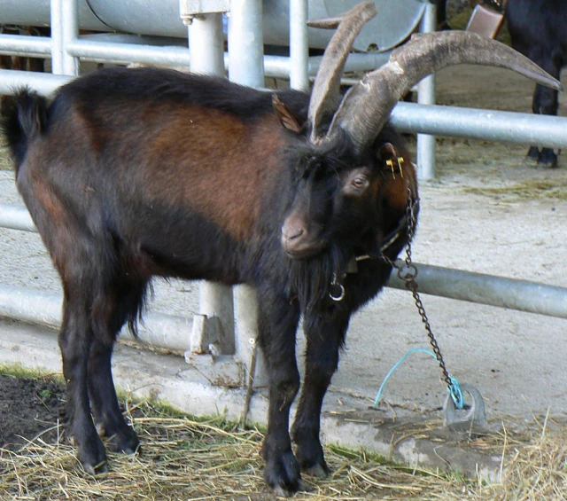 Alpine Goat | Zoo tycoon movie Wikia | Fandom