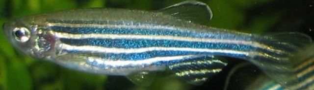 Zebrafish | Zoo tycoon movie Wikia | Fandom
