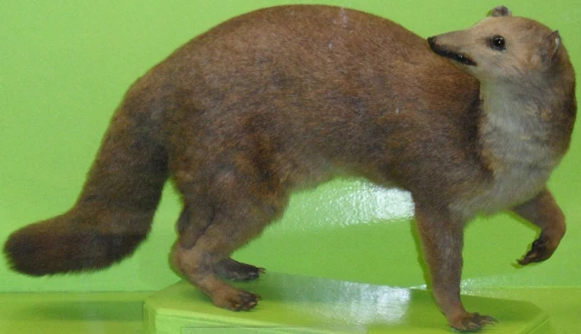 Eastern Falanouc | Zoo tycoon movie Wikia | Fandom