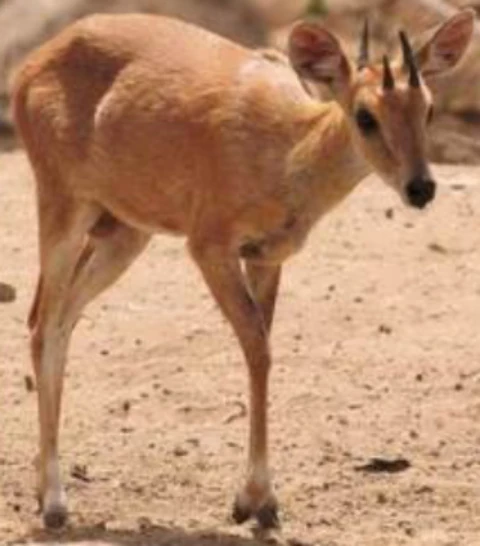 Four-horned Antelope | Zoo tycoon movie Wikia | Fandom