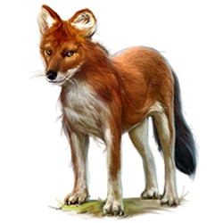 White Dhole
