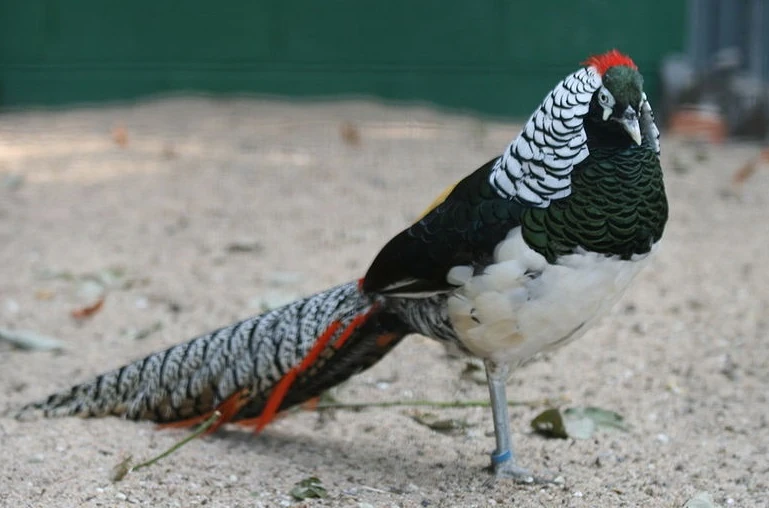 Lady Amherst's Pheasant | Zoo tycoon movie Wikia | Fandom