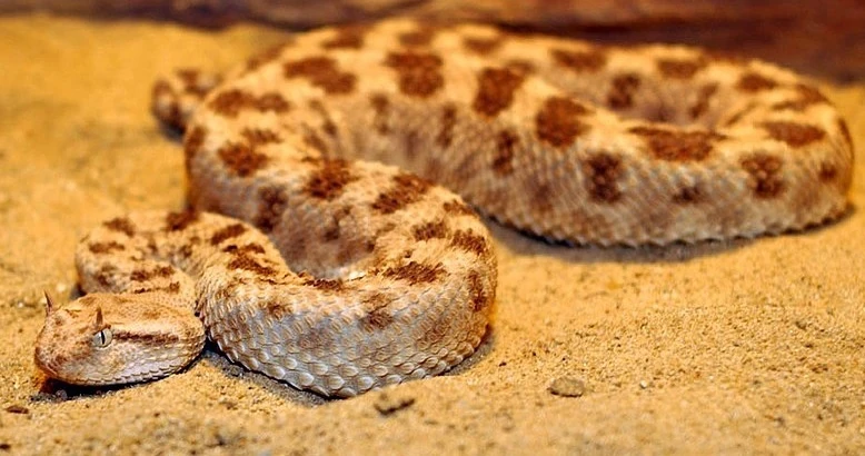 Saharan Horned Viper | Zoo tycoon movie Wikia | Fandom