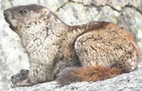 Alaskan Marmot | Zoo tycoon movie Wikia | Fandom