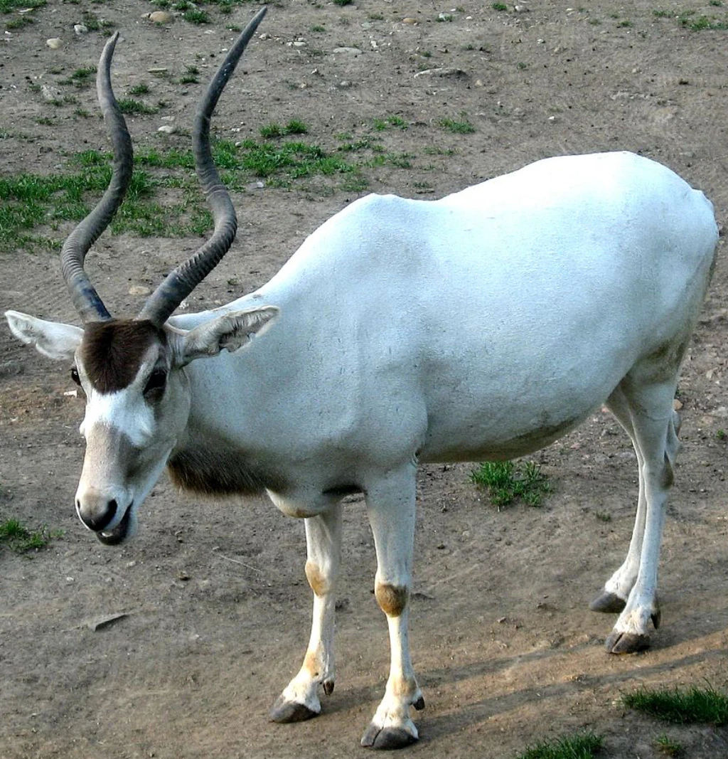 Addax | Zoo tycoon movie Wikia | Fandom